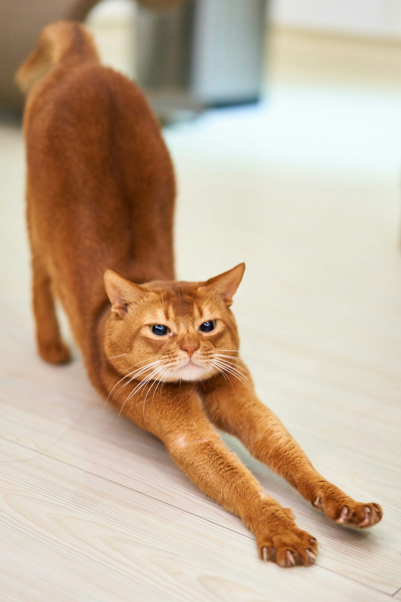 7 Razões para adotar o alongamento de gato na sua rotina diária ...