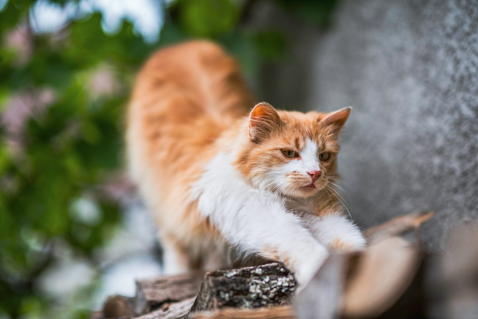 7 Razões para adotar o alongamento de gato na sua rotina diária ...